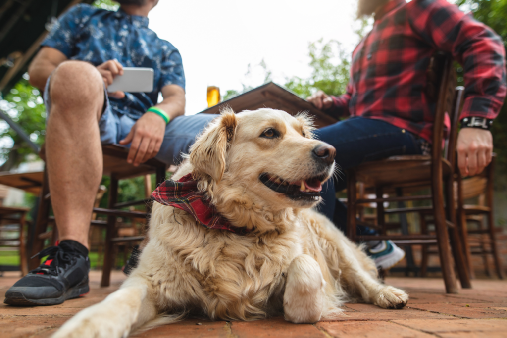 The Ultimate Guide: Dog-Friendly Things to Do in Metro Denver - Wundervue