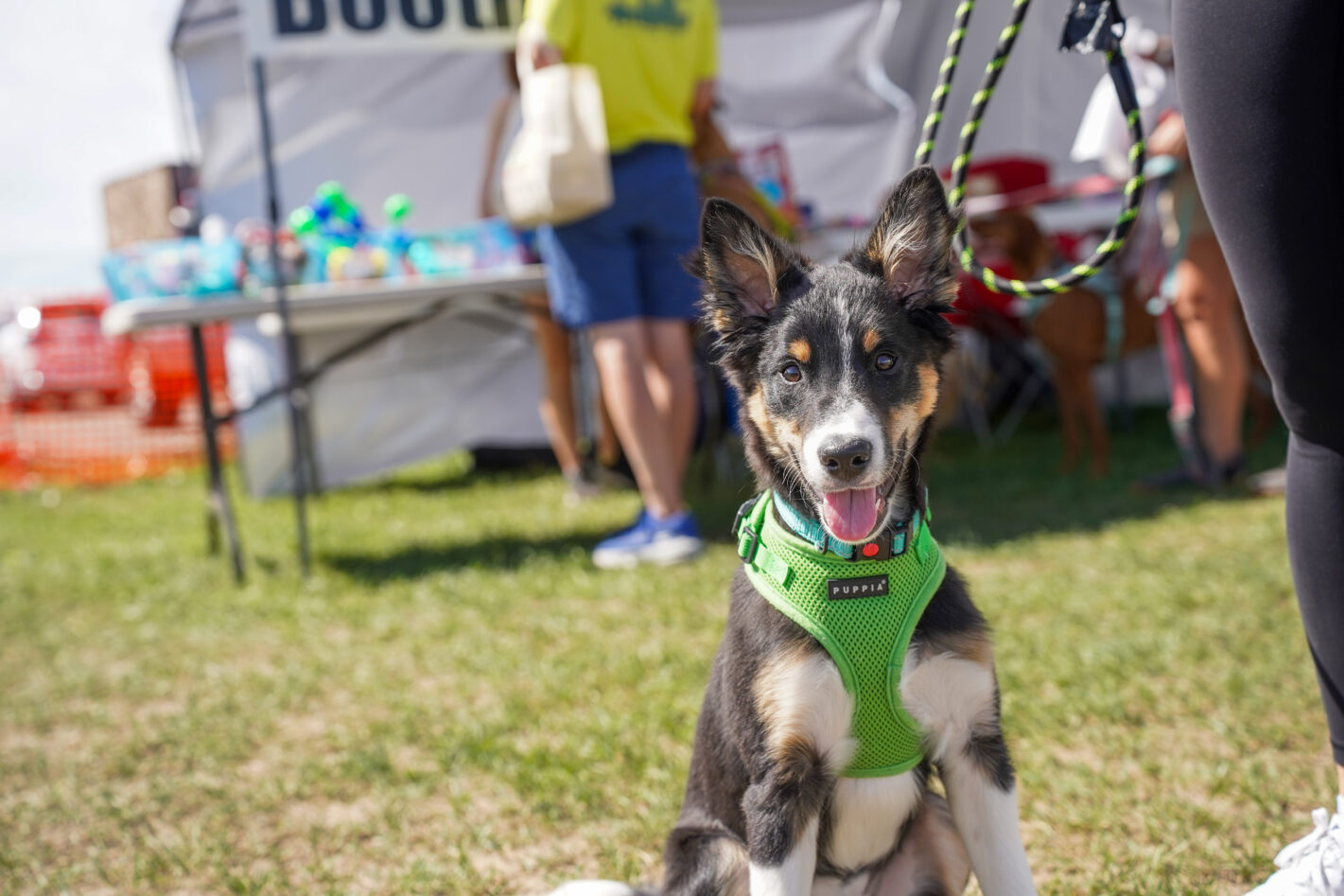 Get Your Animal Fix at the 10 Best Petting Zoos in Denver - Wundervue