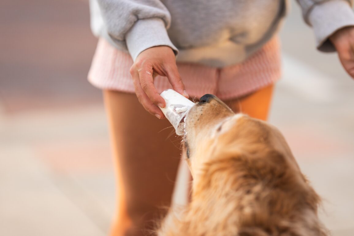 Wundervue | Dog Friendly Things To Do In Denver | Dog Activities In ...