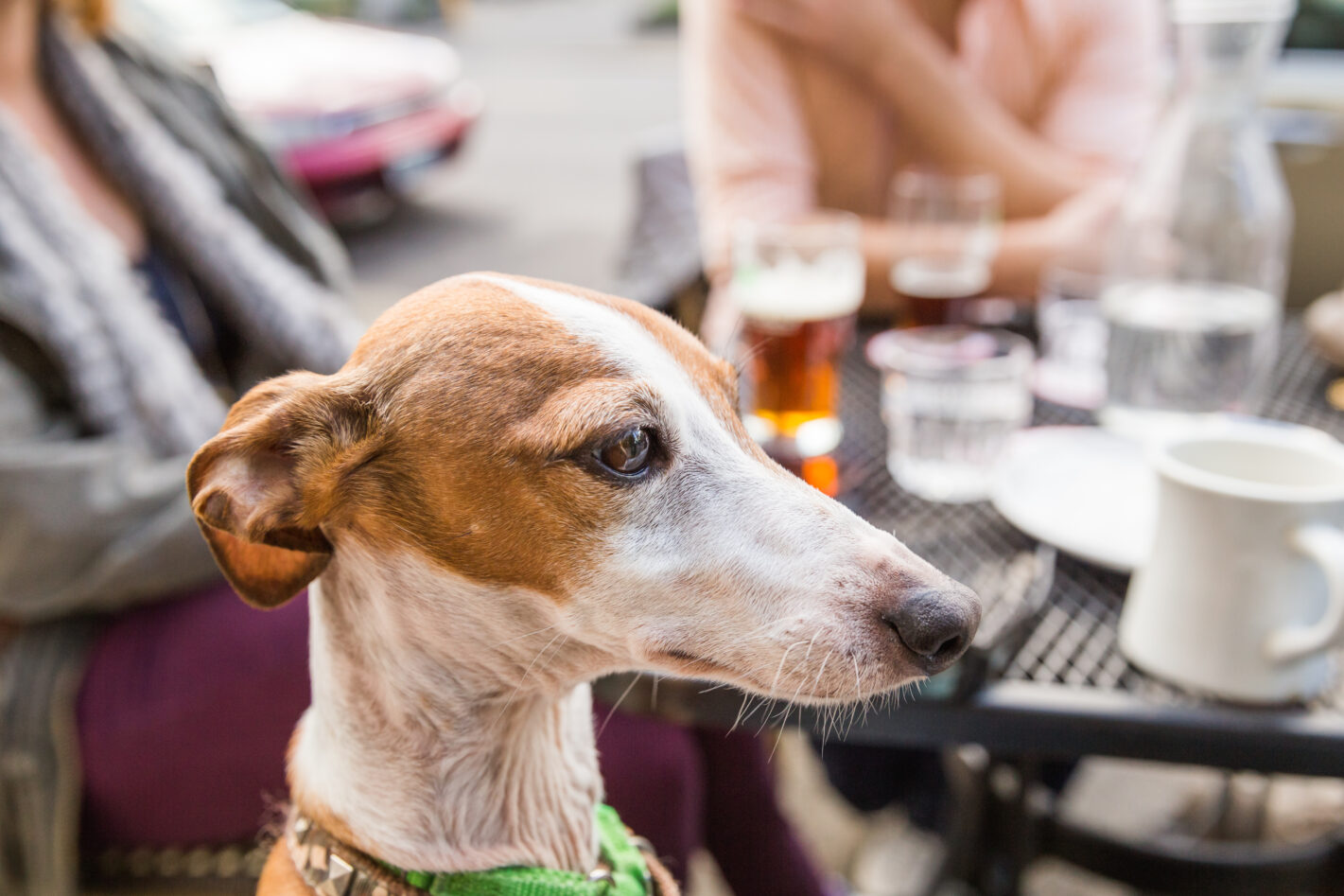 Wundervue | Dog Friendly Things To Do In Denver | Dog Activities In ...