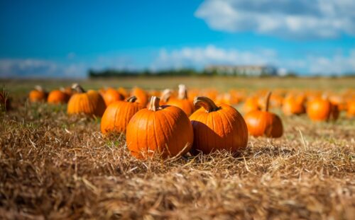 Celebrate Fall: The 15 Best Pumpkin Patches in Metro Denver - Wundervue
