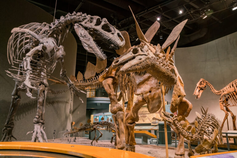 The Best Museums for Kids in Denver and Beyond - Wundervue