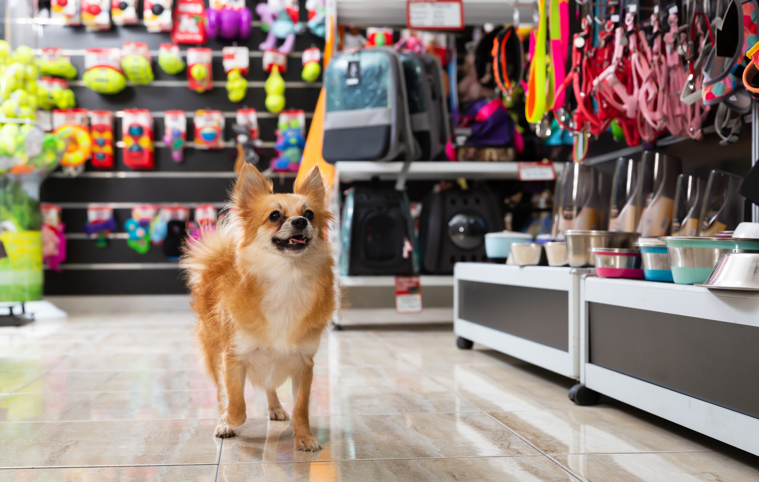 The 9 Best, Locally Owned Pet Stores in Denver and Beyond - Wundervue