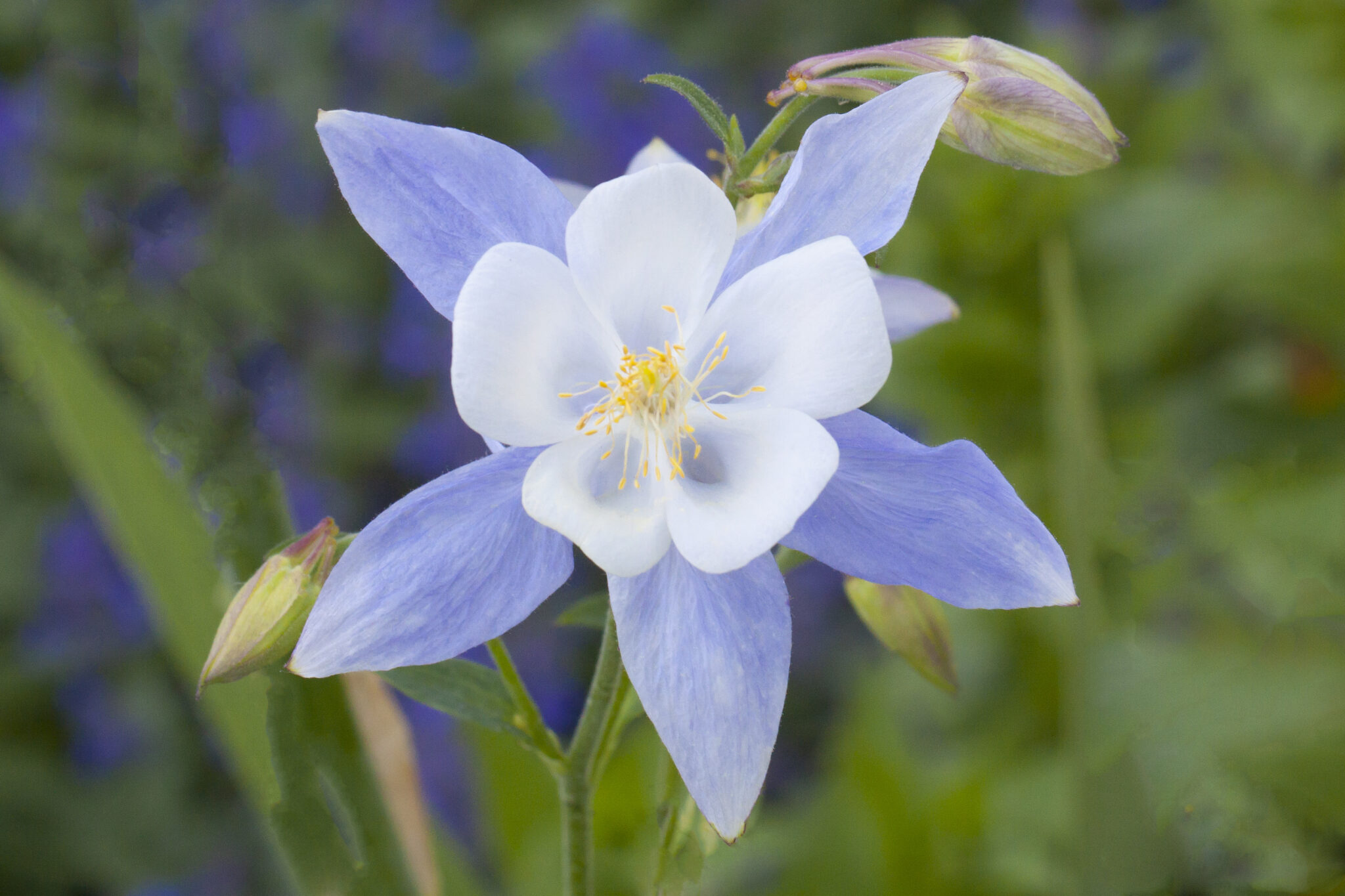 Where the Wildflowers Bloom: The 15 Best Spring Hikes in Colorado ...