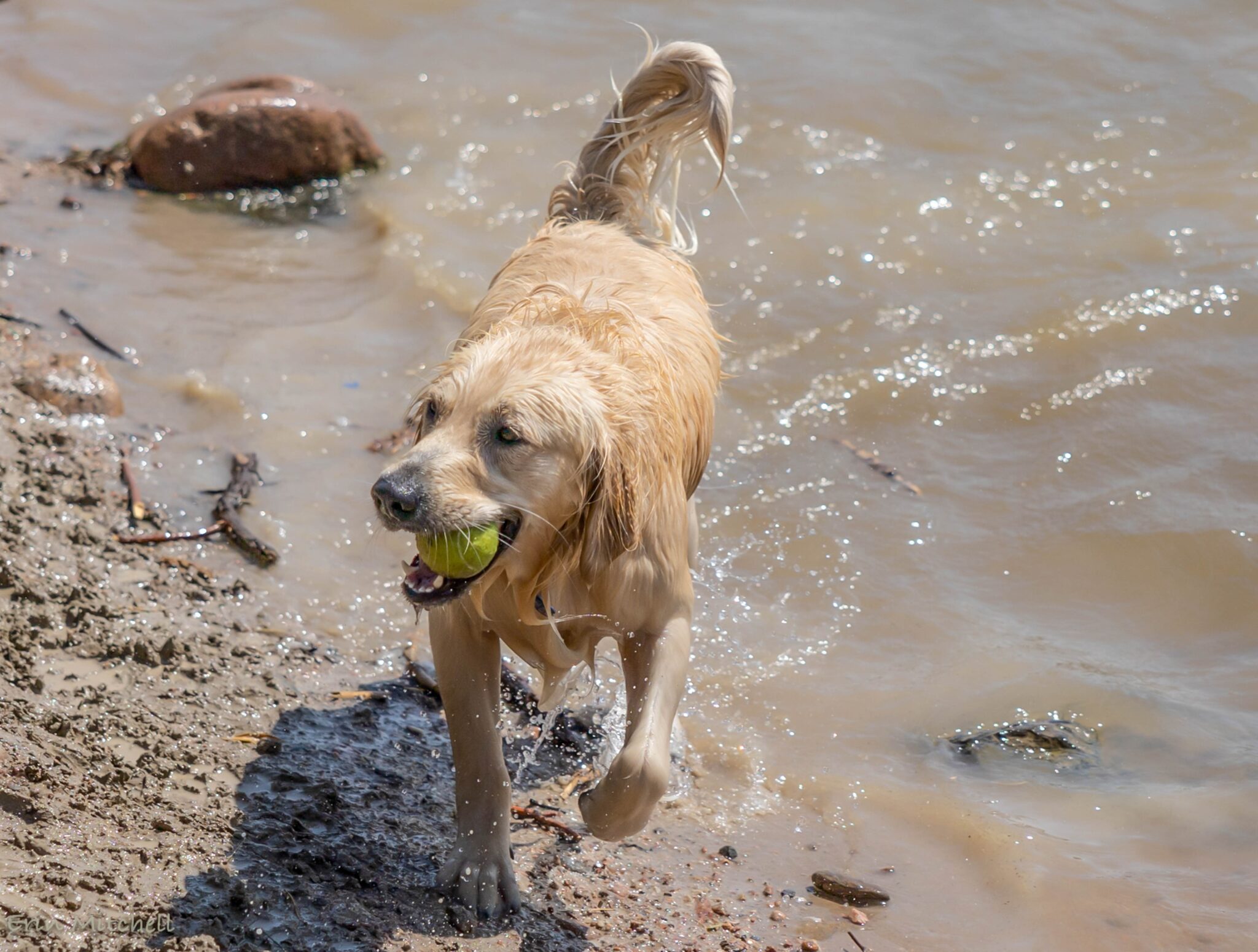 12 Denver Dog Parks Your Pups Will Love - Wundervue