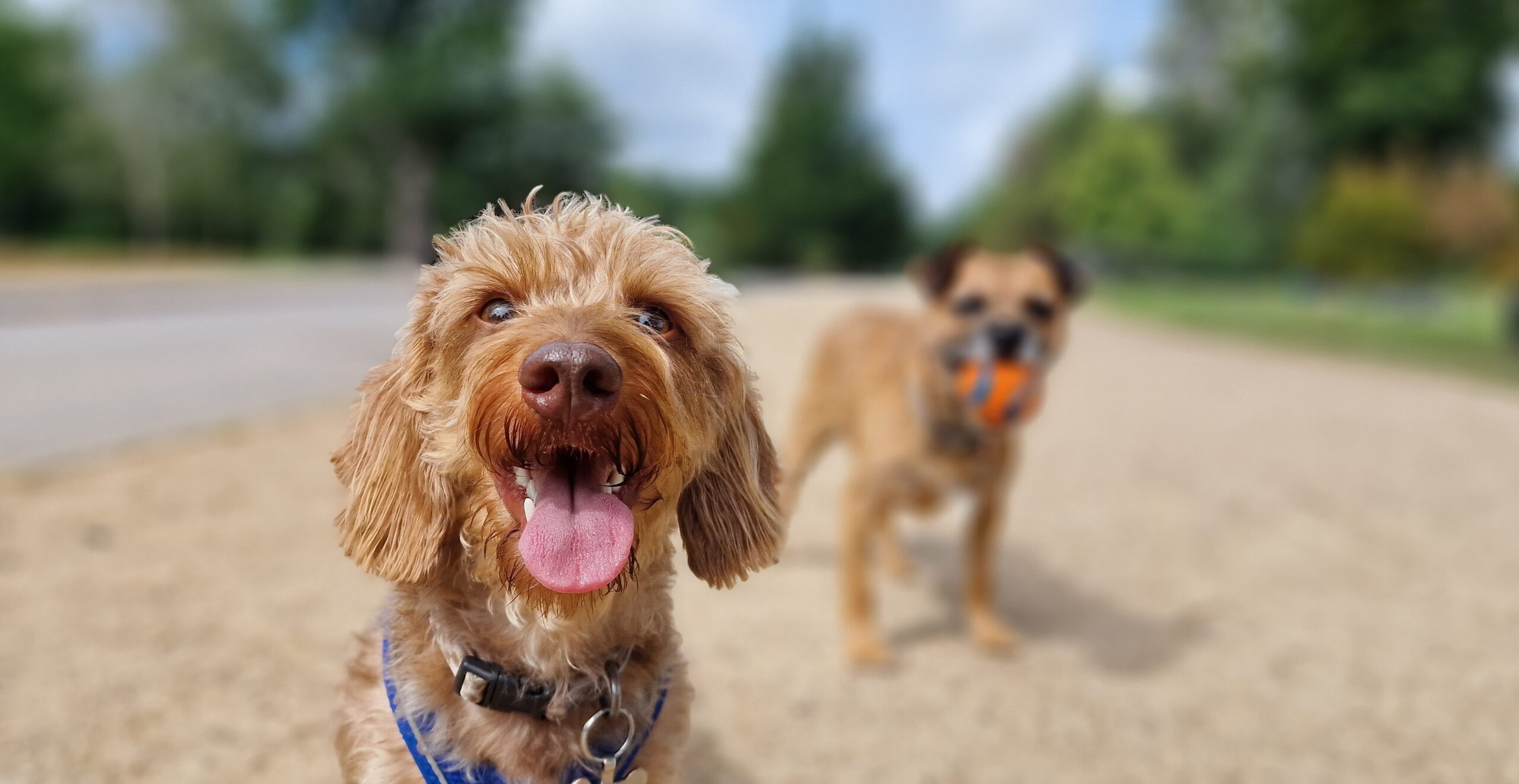12 Denver Dog Parks Your Pups Will Love - Wundervue