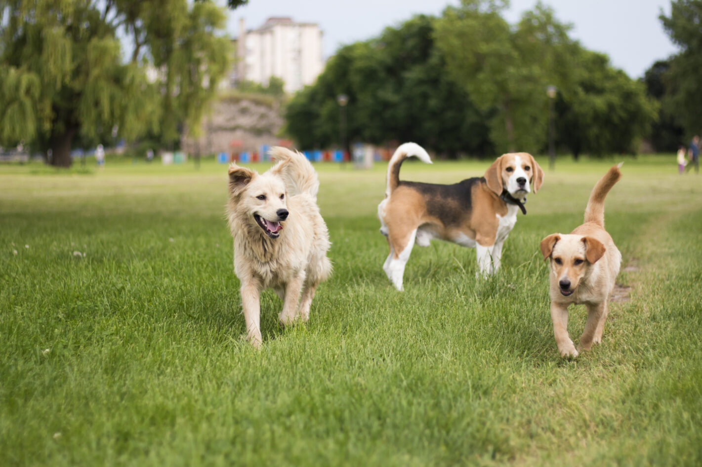 12 Denver Dog Parks Your Pups Will Love - Wundervue