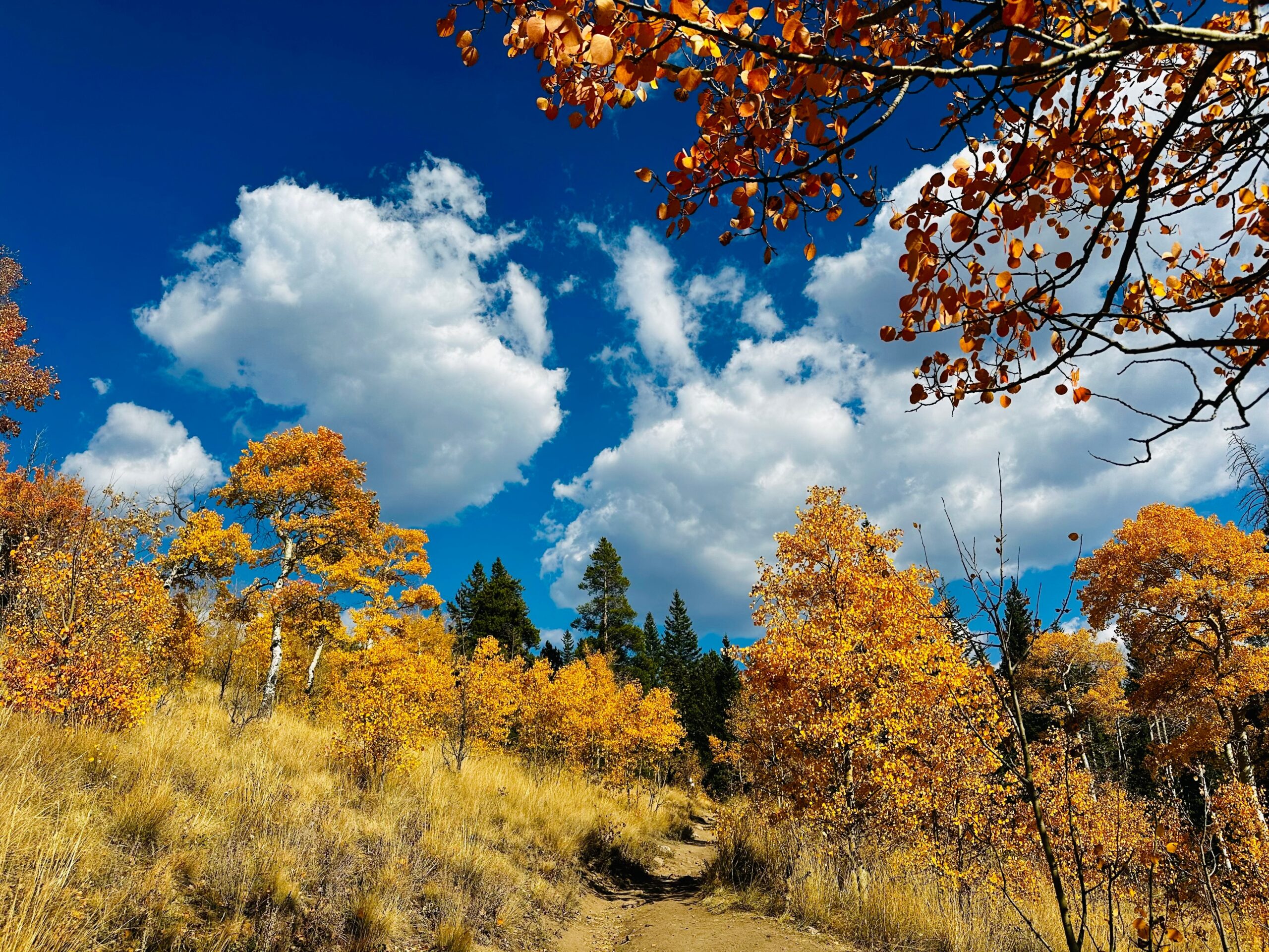 Happy Leaf Peeping! The Best Hikes in Colorado to See Fall Colors ...