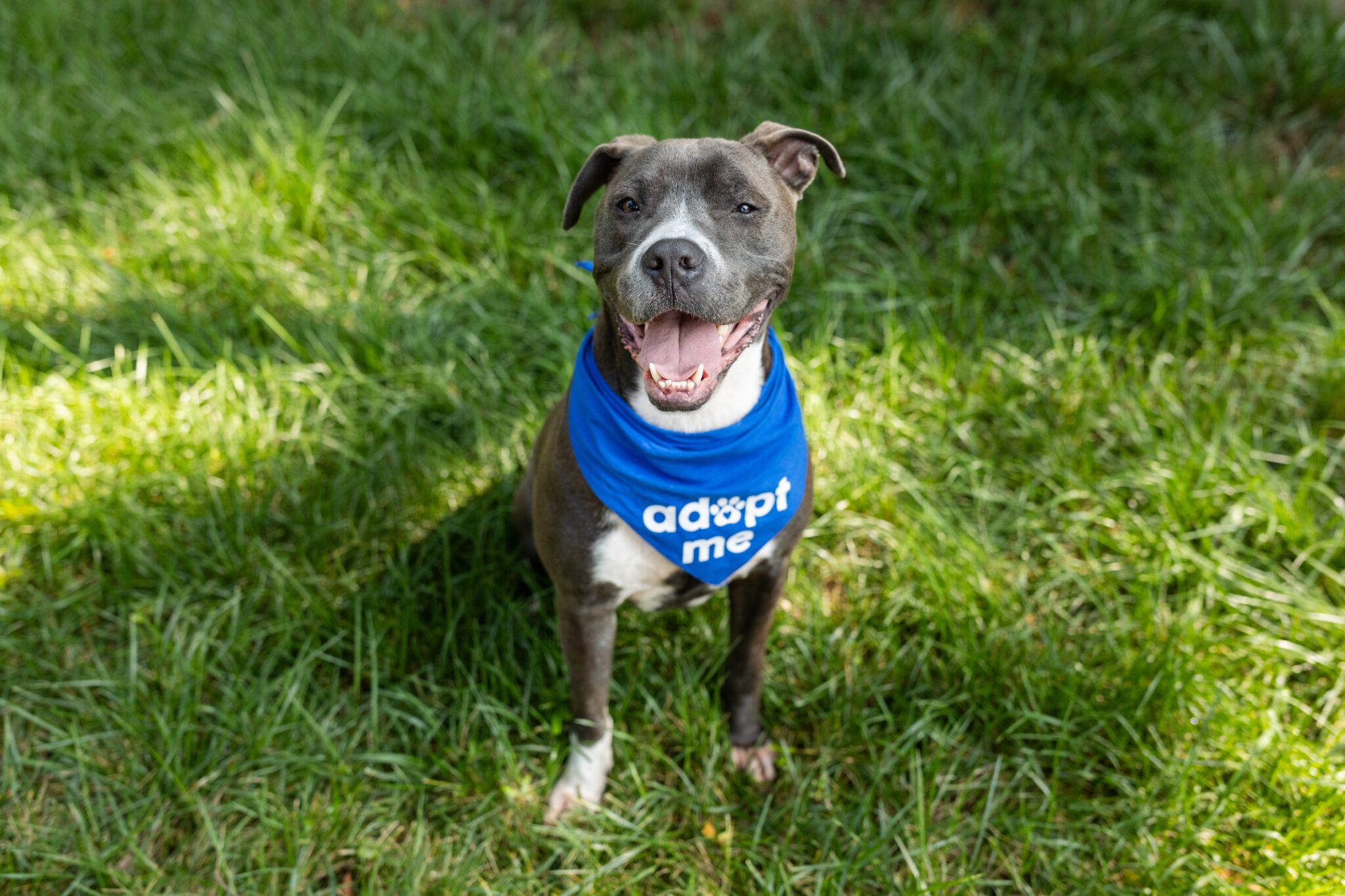 The Complete Guide to Dog Adoption in Colorado - Wundervue